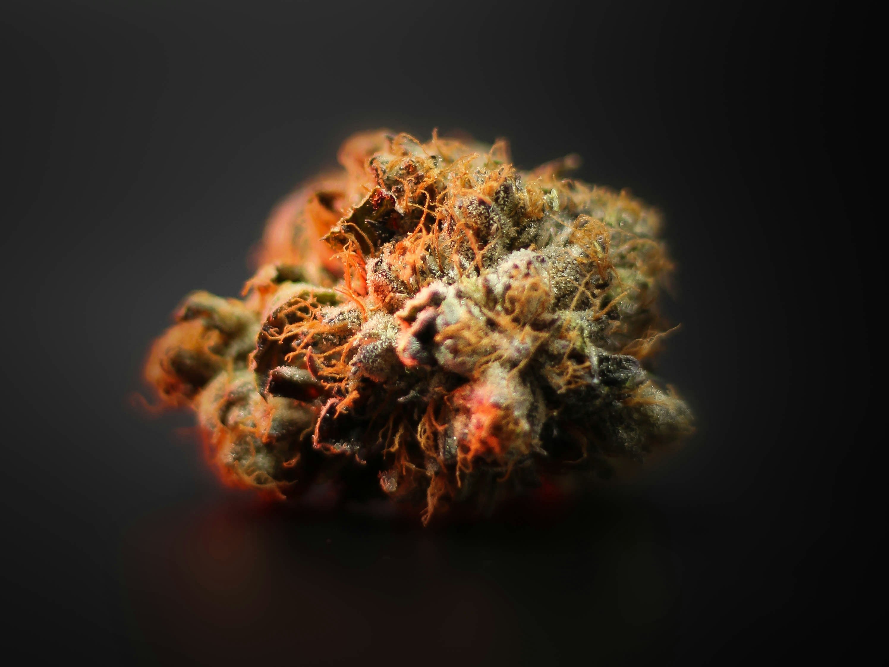 Xeno Strain: What It Is, Effects & Growing Guide – CEAS
