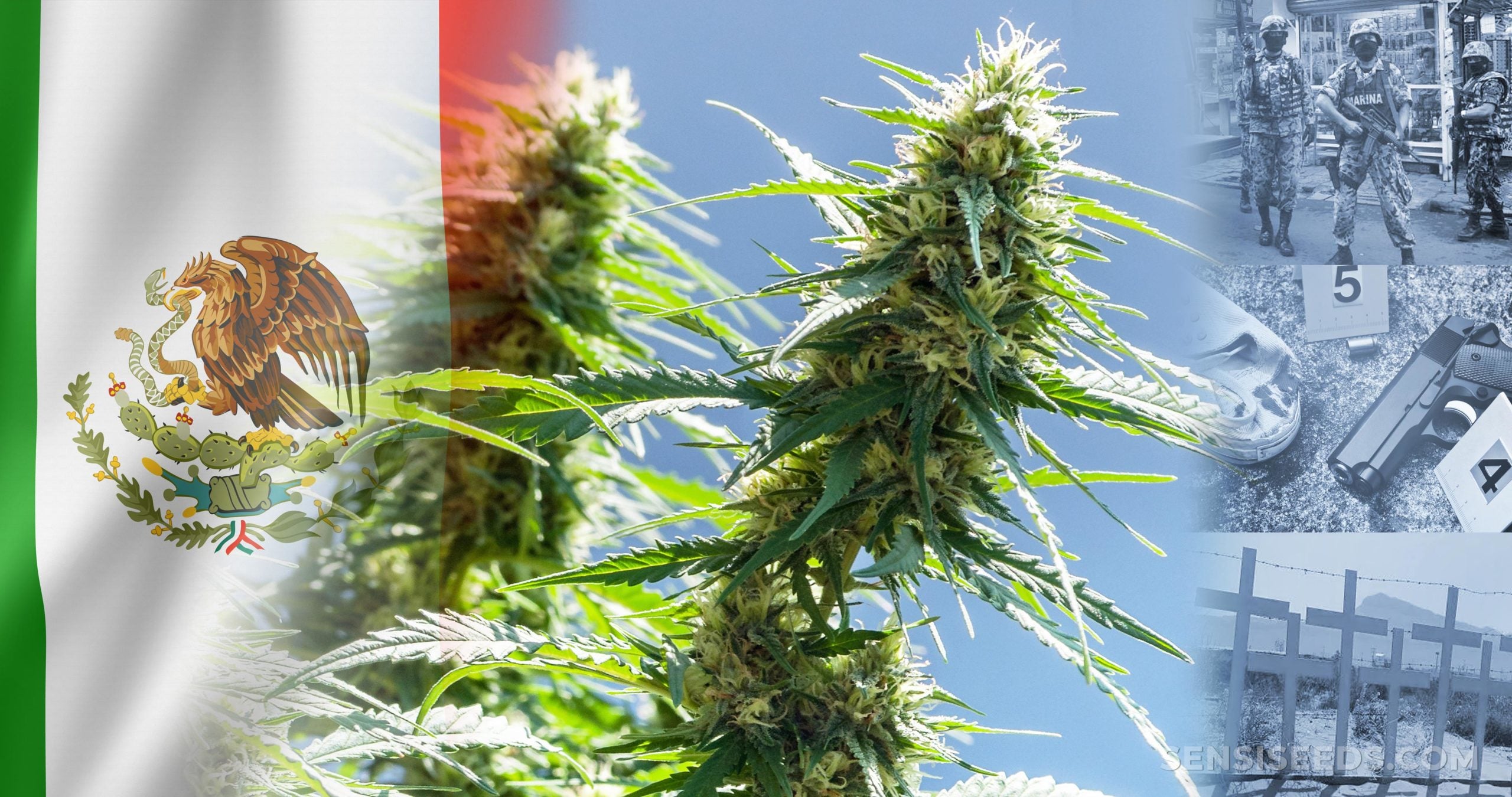The Connection Between Mexico's Cannabis Cultivation and the US Market ...