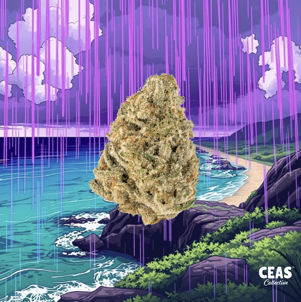 Hawaiian Rain - 7g Premium Flower | CEAS Collective 🌴