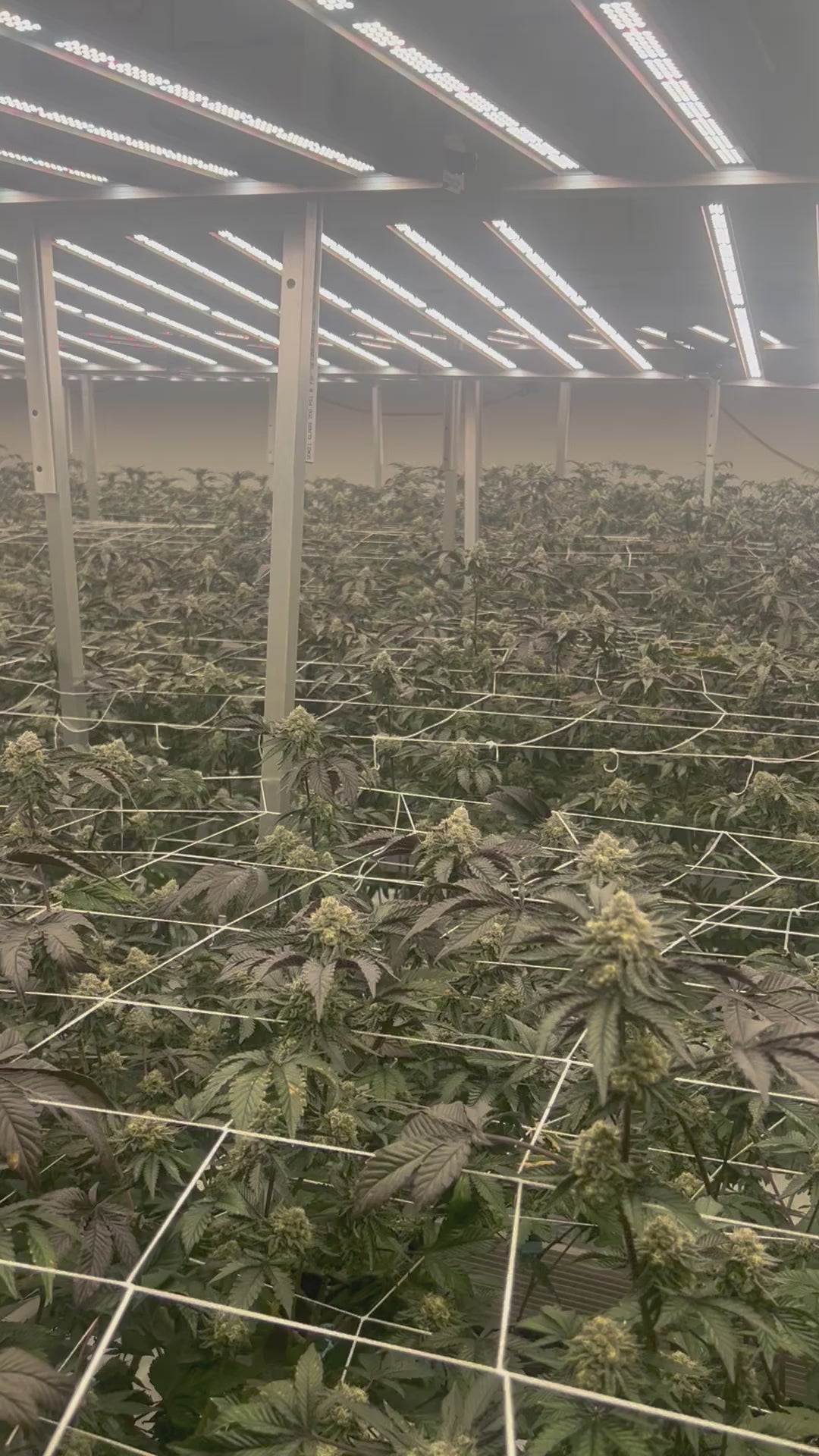 Order Cake Mix Strain for Delivery - CEAS Collective