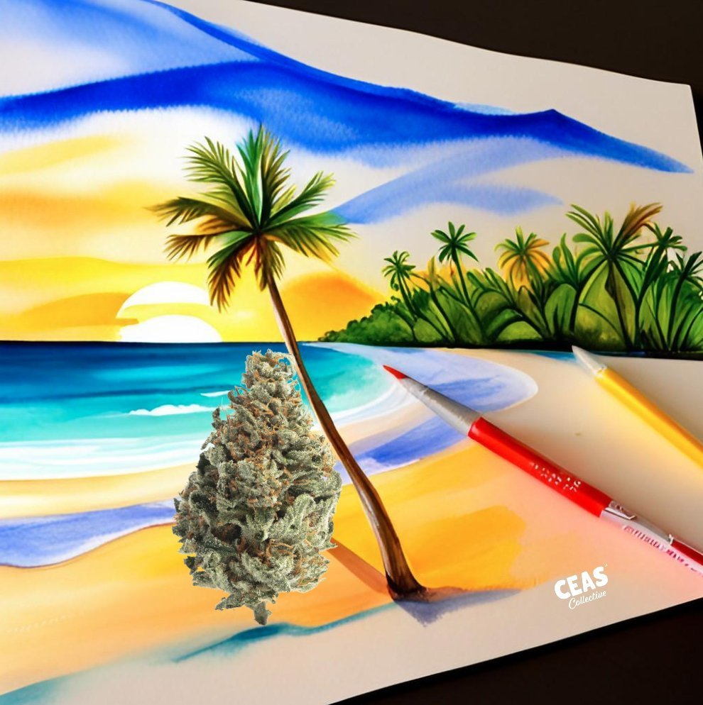 Tropical Runtz - A Powerful Sativa Cannabis Strain | CEAS Collective